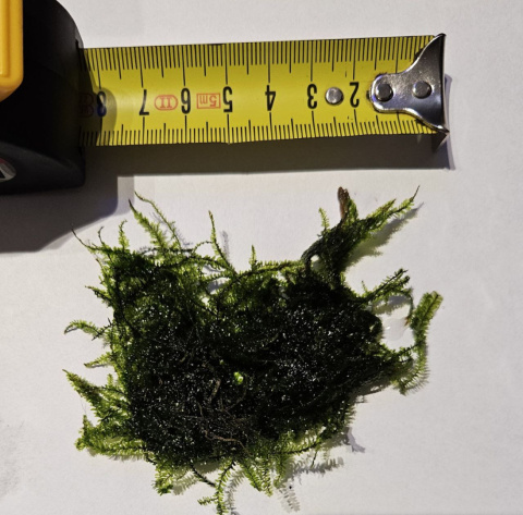 Mech Pilotrichaceae 'Pilo Moss' - duża porcja > Trendwise - Growise ...